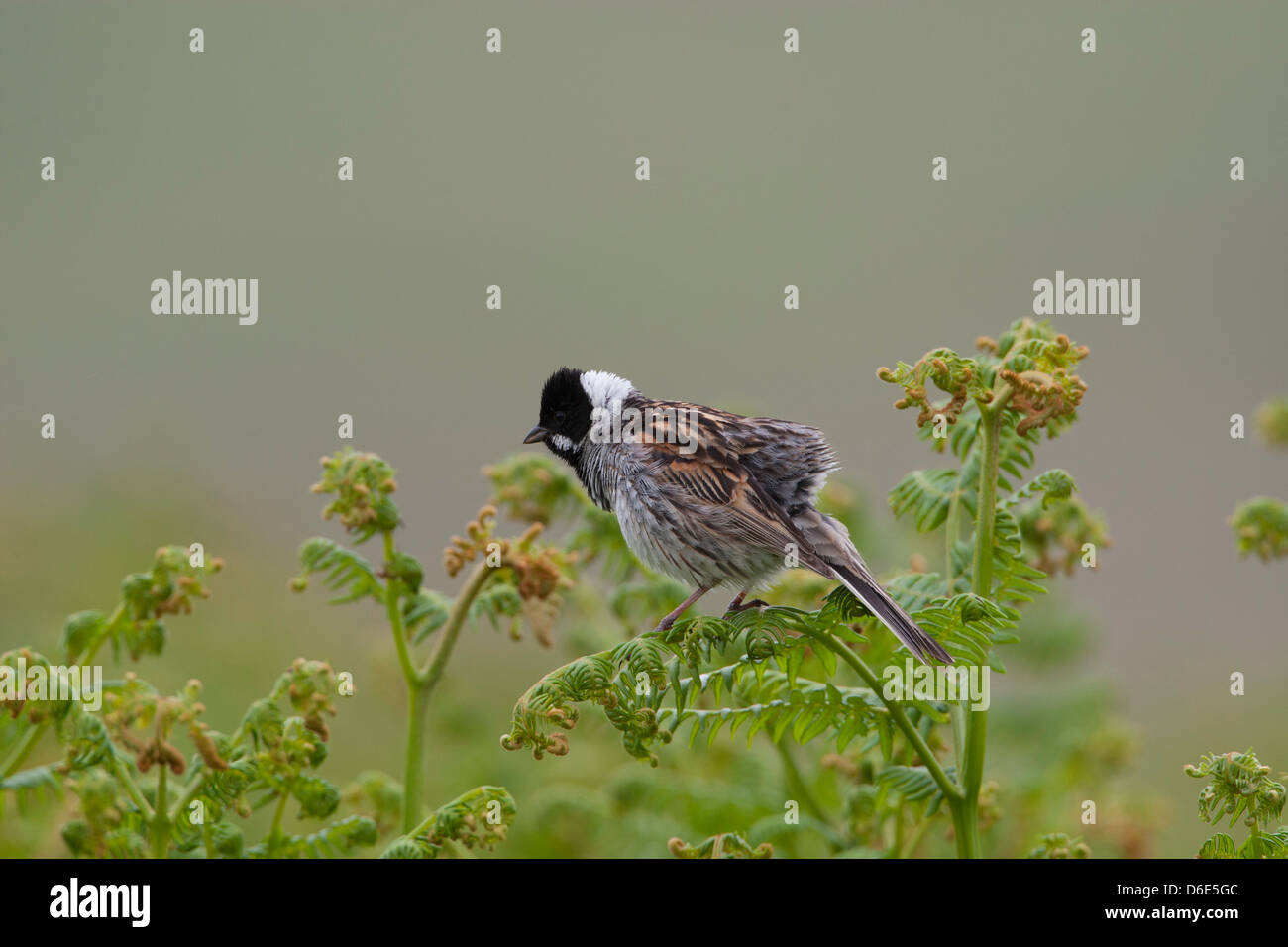 Emberiza schoeniclus - Male Reed Bunting Stock Photo - Alamy