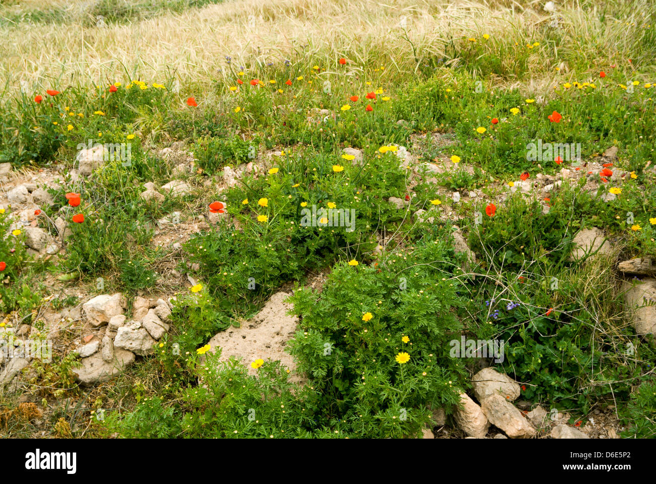 spring flowers, Paphos, Cyprus Stock Photo - Alamy