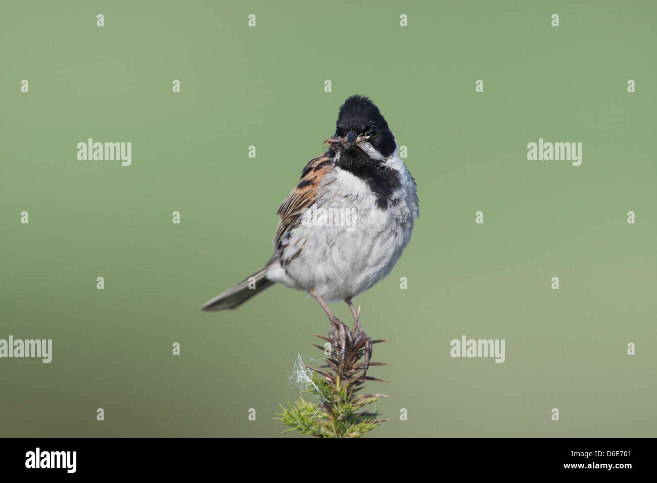 Emberiza schoeniclus - Male Reed Bunting Stock Photo - Alamy