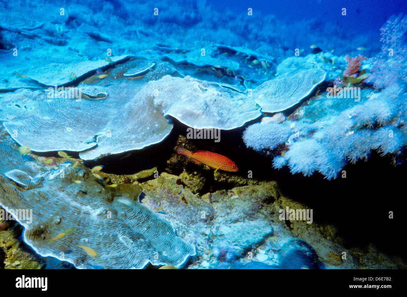 Coral (trout)Grouper,Cephalopholis miniata,Red Sea June 1988 Slide ...