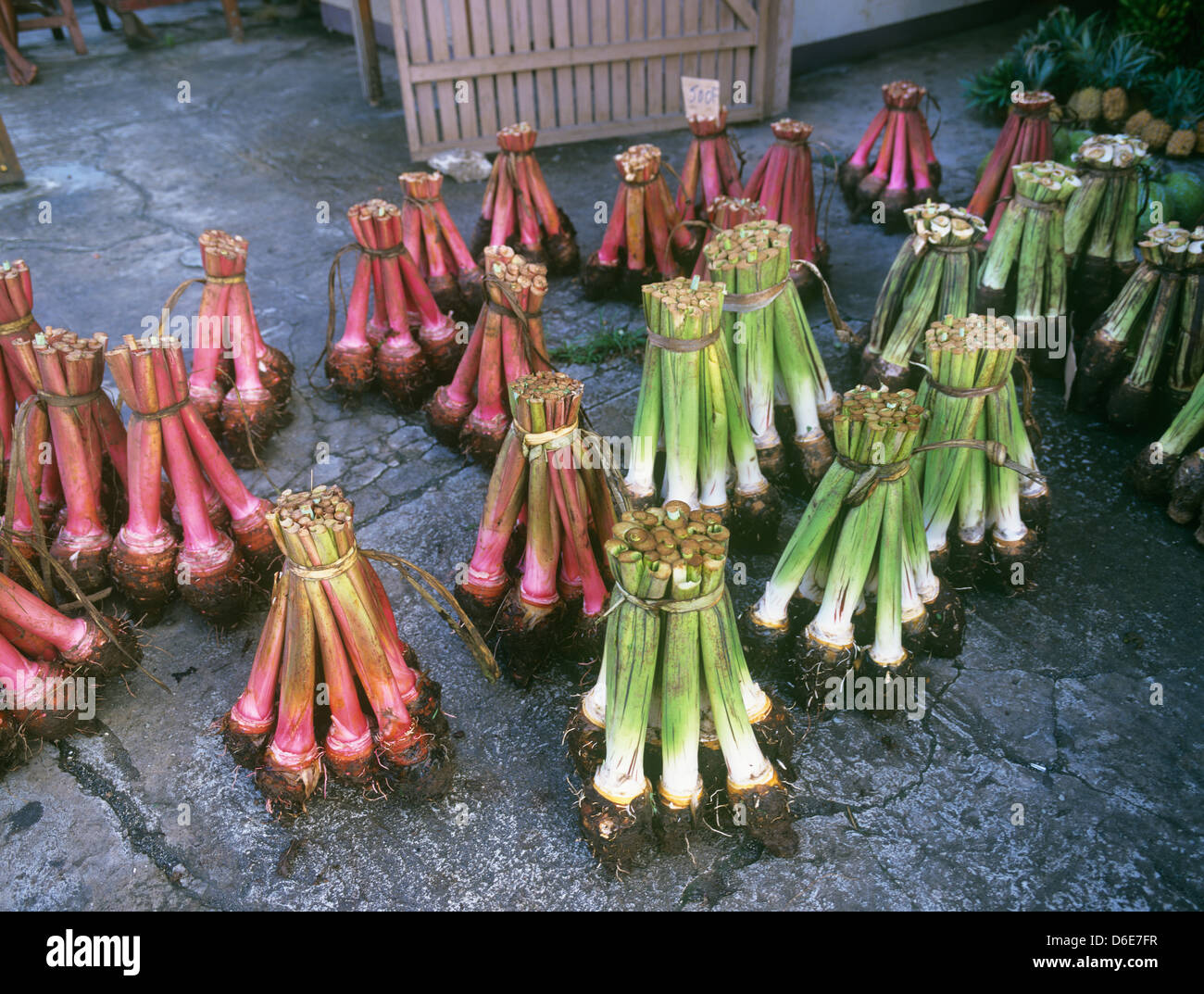 French Polynesia, Leeward Islands, Raiatea, taro at Uturoa municipal ...