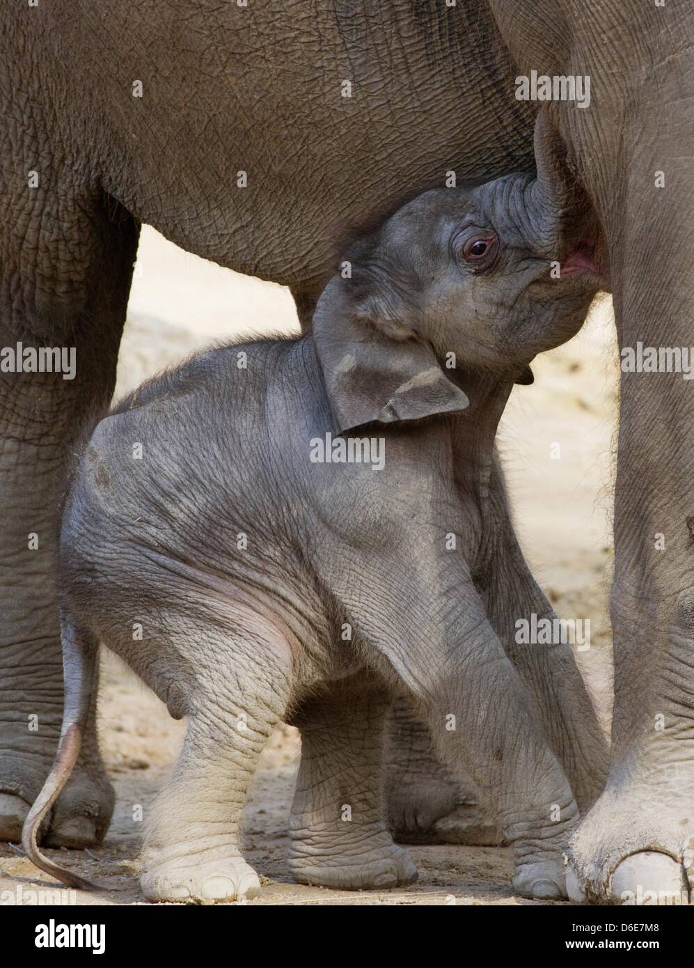 Baby elephant dead mother hi-res stock photography and images - Alamy