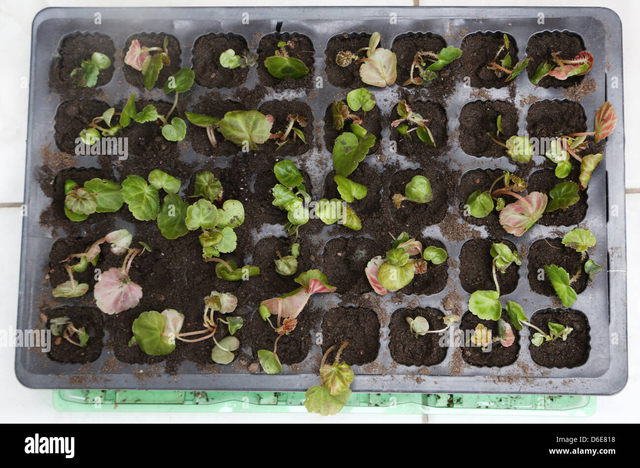Tray of Begonia Seedlings Stock Photo - Alamy