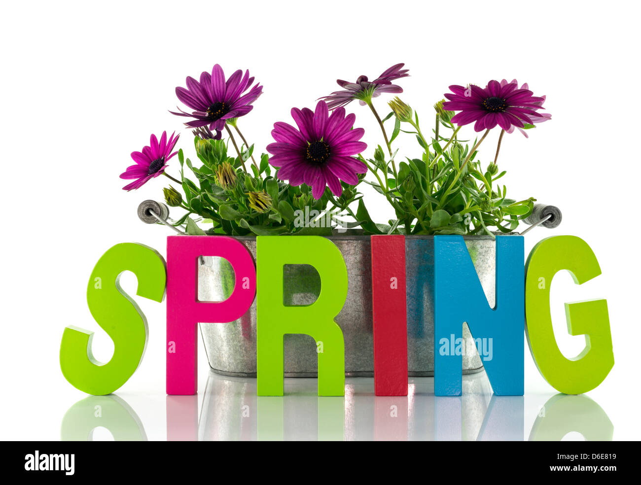 pink spanish daisy isolated on white background with pink blue and ...