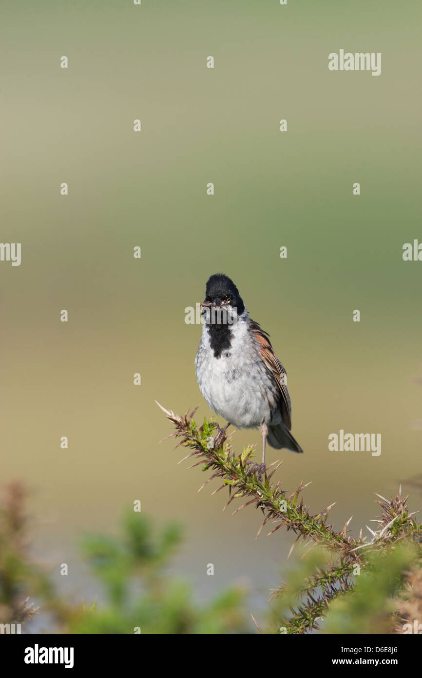 Emberiza schoeniclus - Male Reed Bunting Stock Photo - Alamy