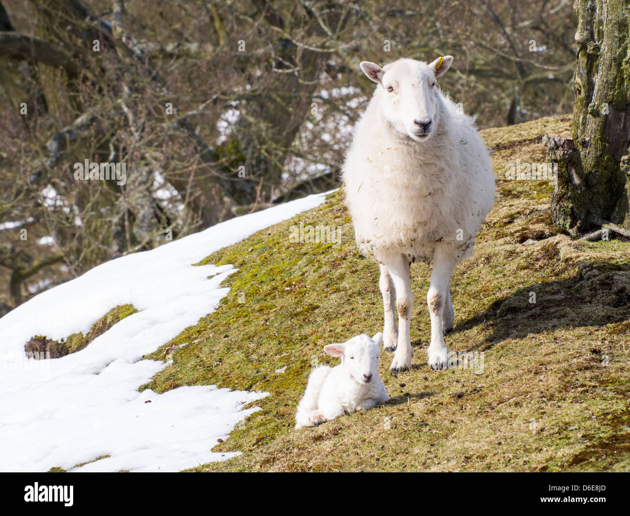A young lamb born in unseasonal winter conditions in late march 2013 on ...