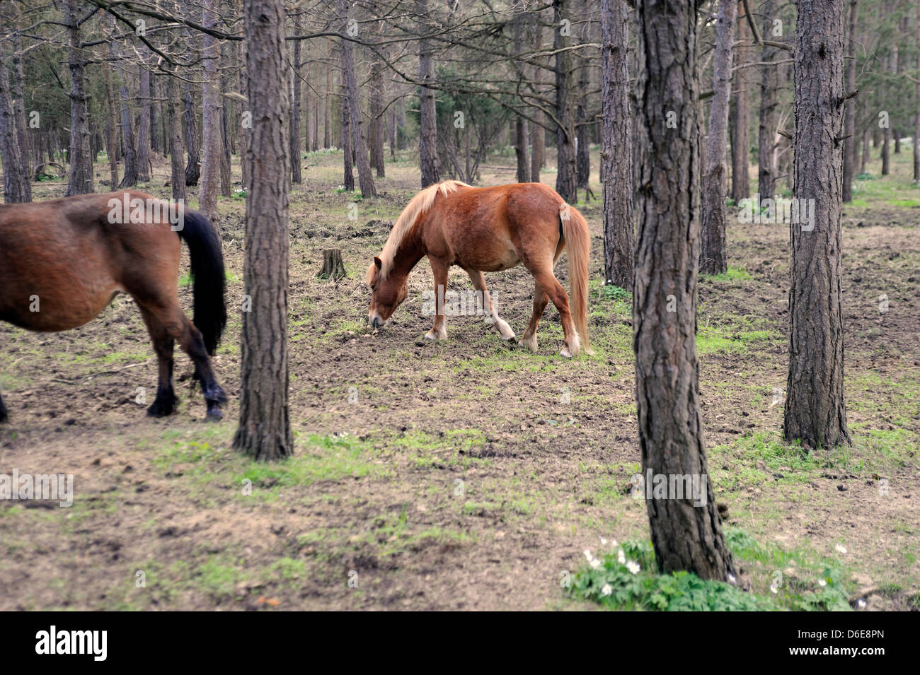 Gotland ponies feeding in their winter pine forest area Stock Photo - Alamy
