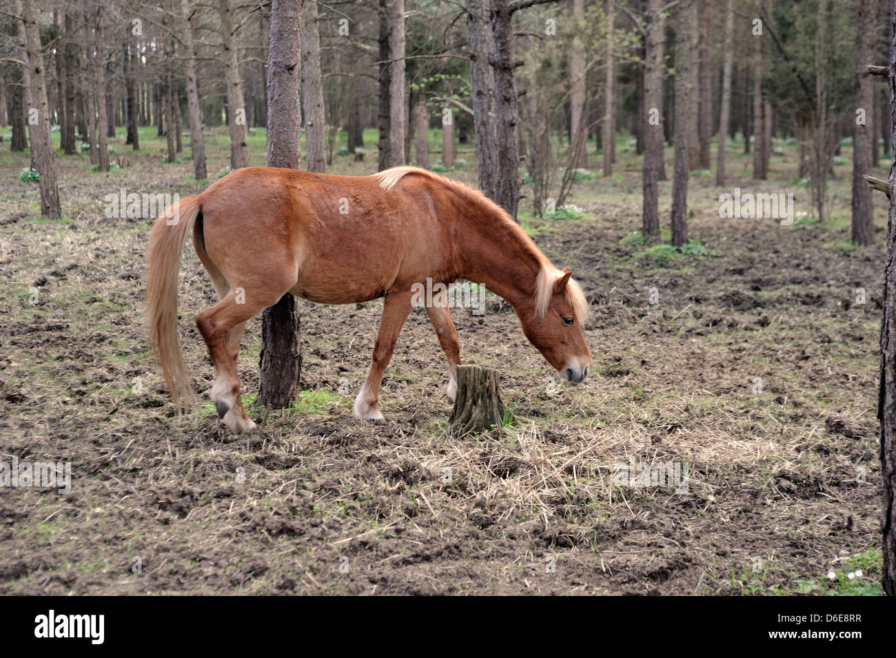 Gotland pony feeding in his winter pine forest area Stock Photo - Alamy