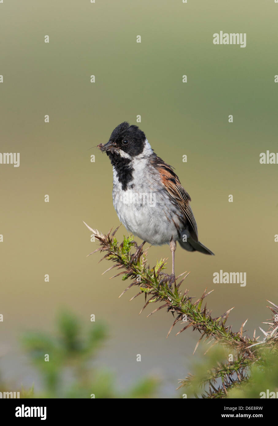 Emberiza schoeniclus - Male Reed Bunting Stock Photo - Alamy