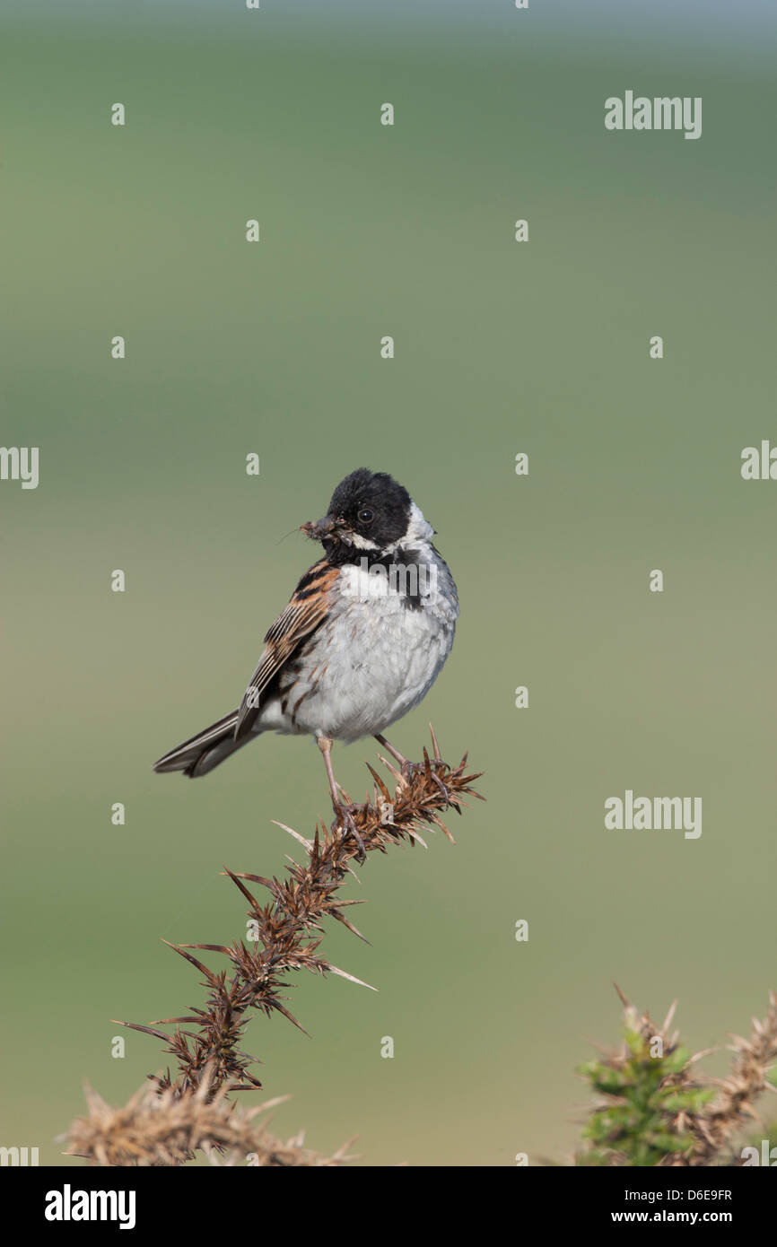 Emberiza schoeniclus - Male Reed Bunting Stock Photo - Alamy