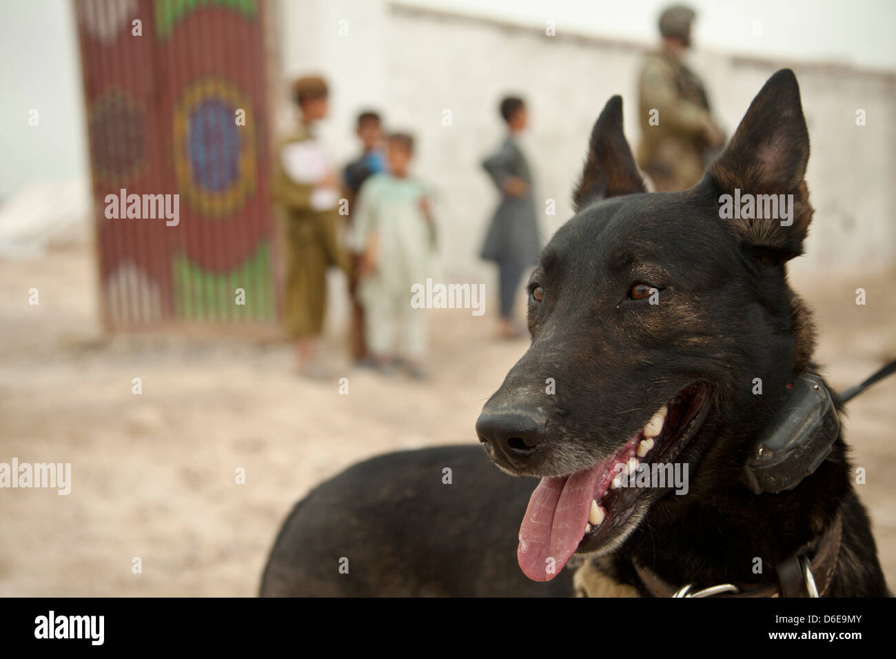 Wilbur, an US Marine Special Operations working dog and his handler ...