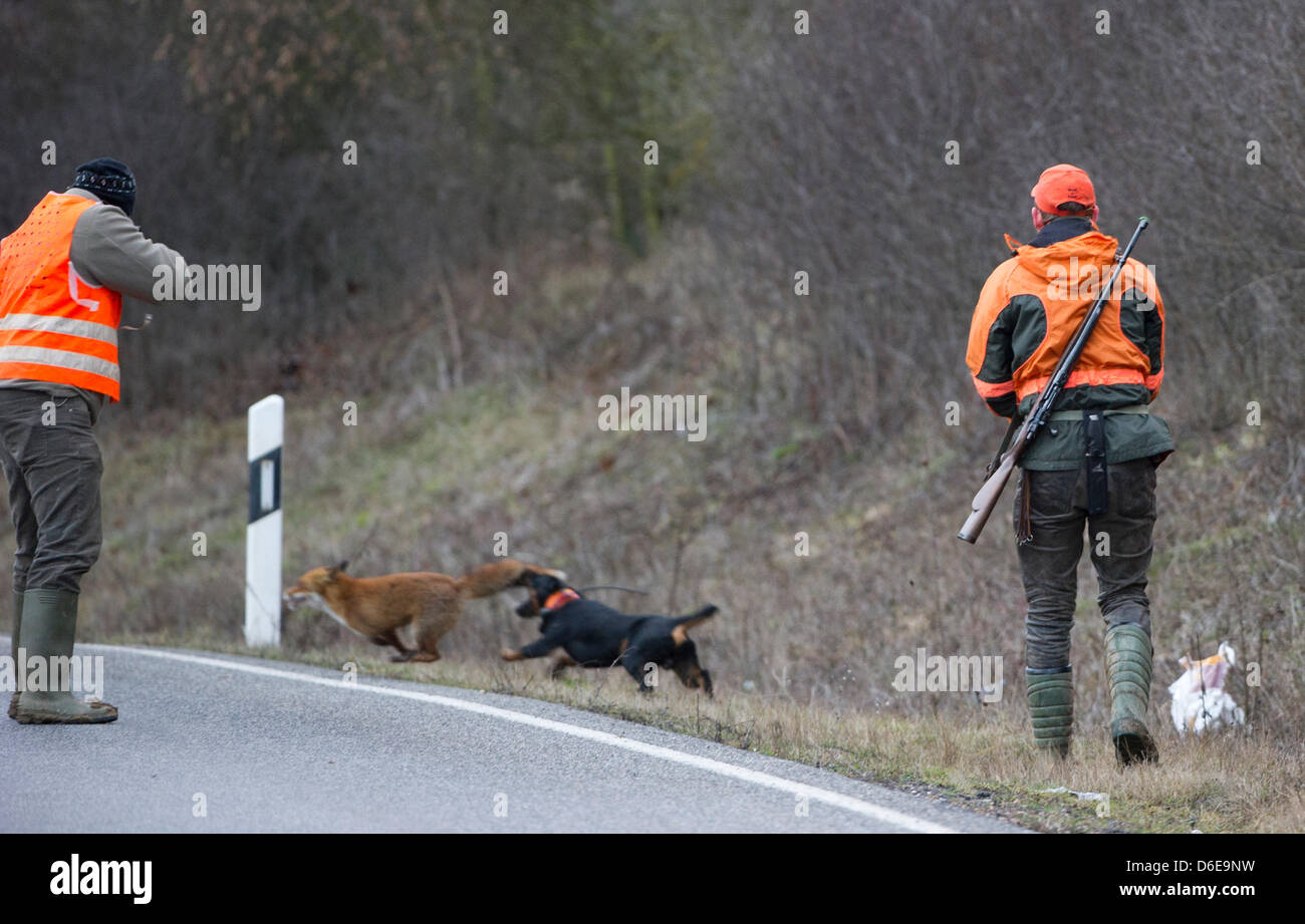 Hunters shoot a fox near Martinsthal, Germany, 22 January 2012. After ...