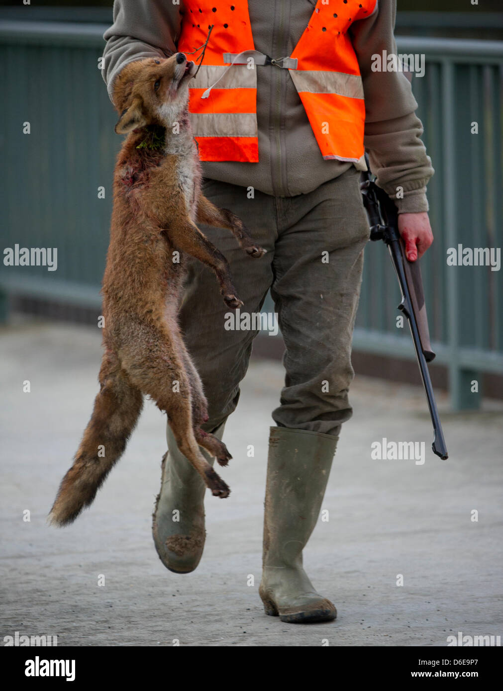 A hunter carries a dead fox off near Martinsthal, Germany, 22 January ...