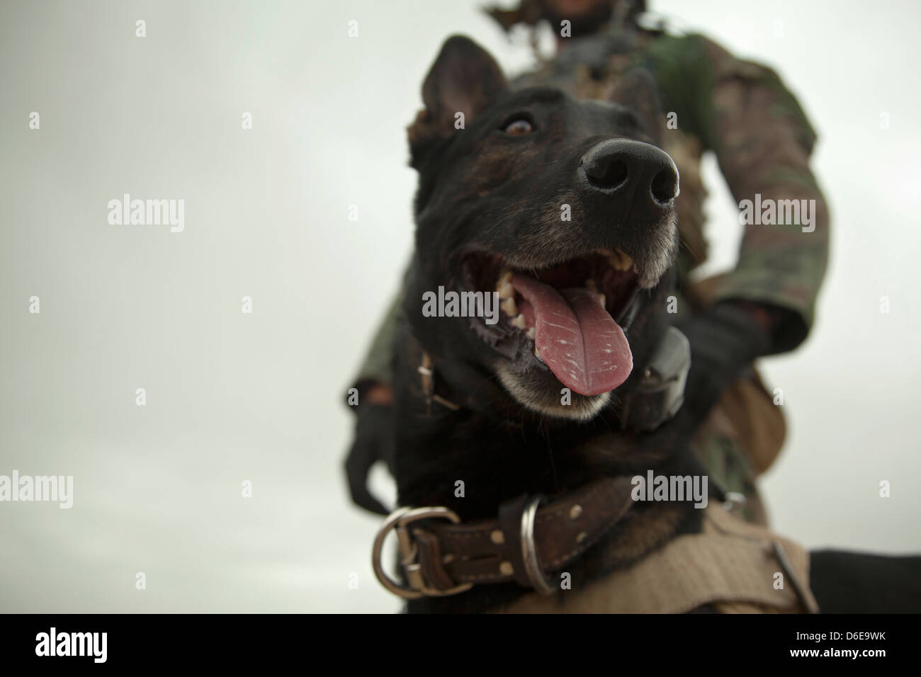 Wilbur, an US Marine Special Operations working dog and his handler ...