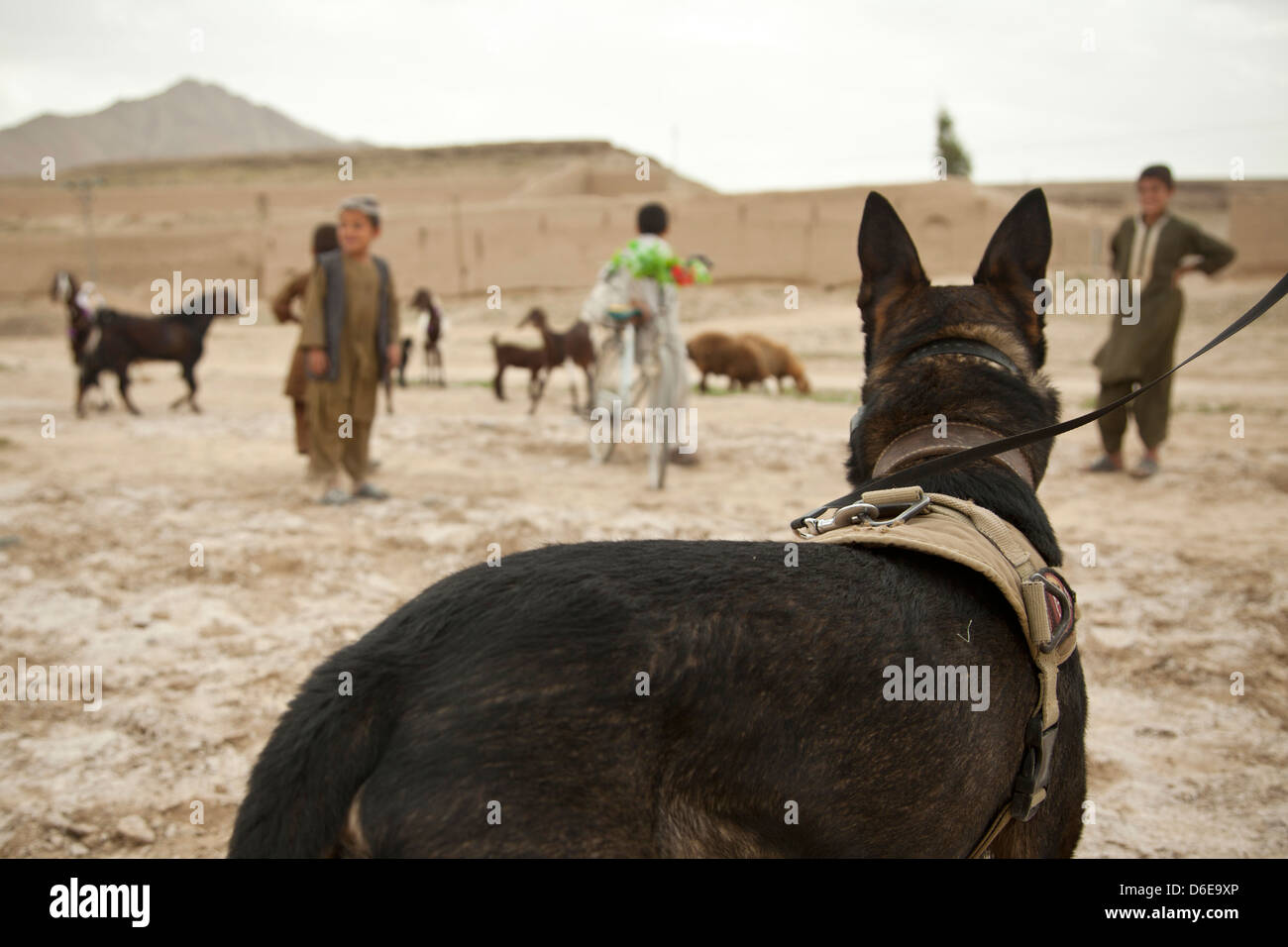 Wilbur, an US Marine Special Operations working dog and his handler ...