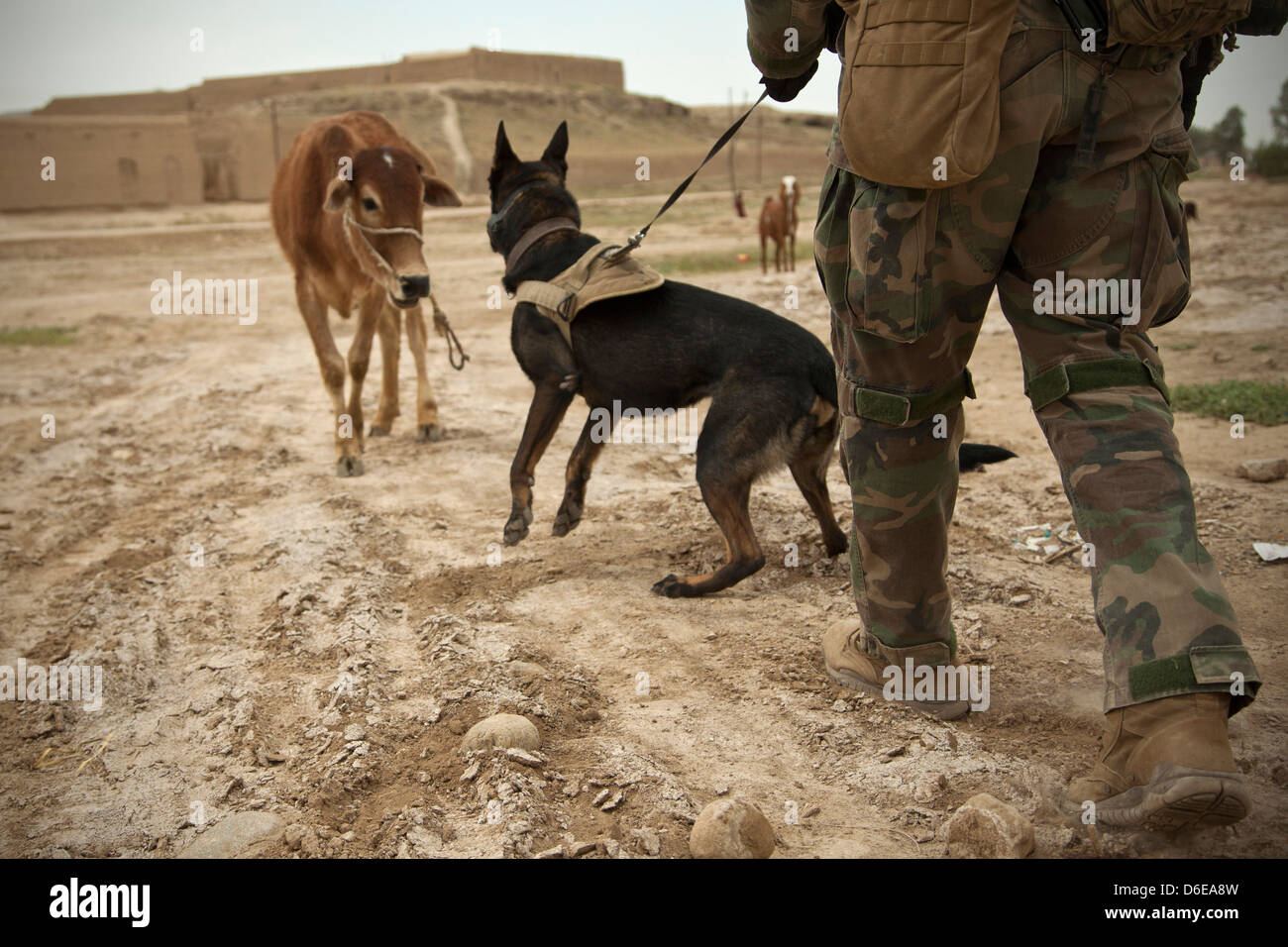Wilbur, a US Marine Special Operations working dog and his handler ...
