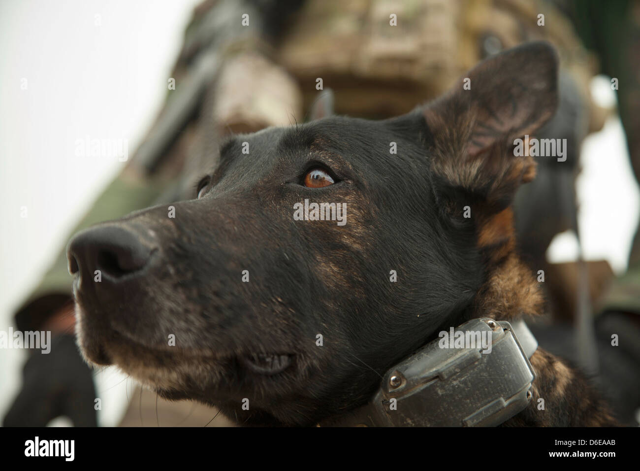 Wilbur, a US Marine Special Operations working dog and his handler ...
