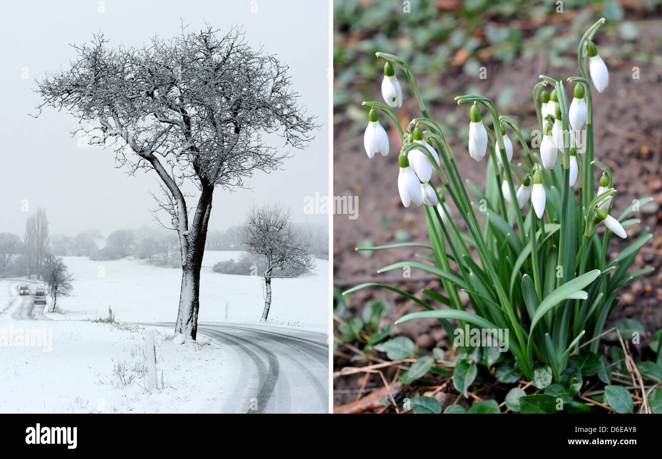 Snowdrop 23 hi-res stock photography and images - Alamy