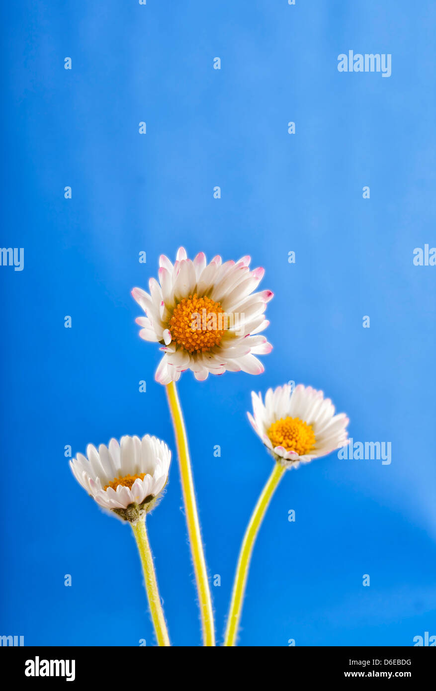 Close up of three daisies over blue background Stock Photo - Alamy