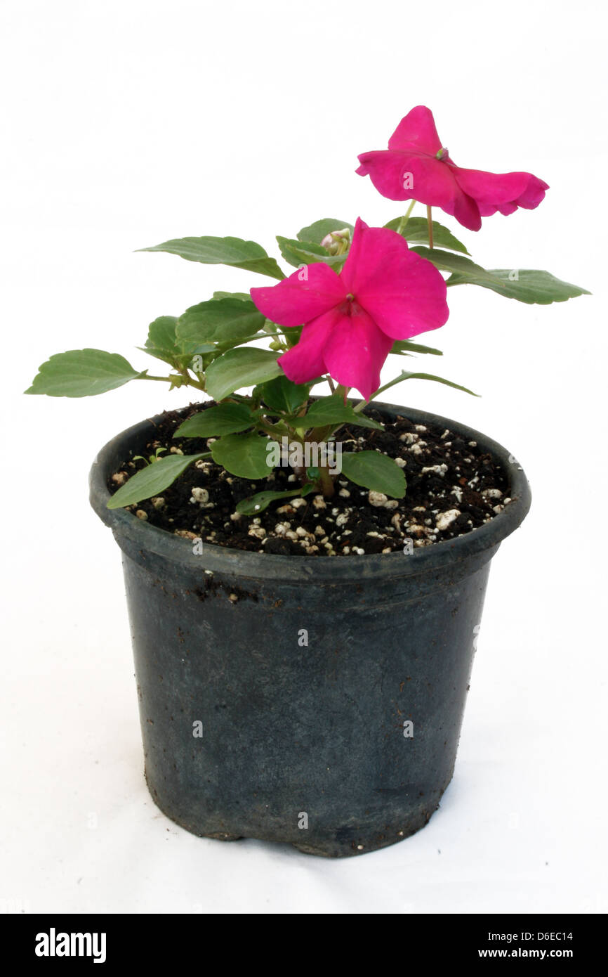 Nursery flowers Cut Out Stock Images & Pictures - Alamy