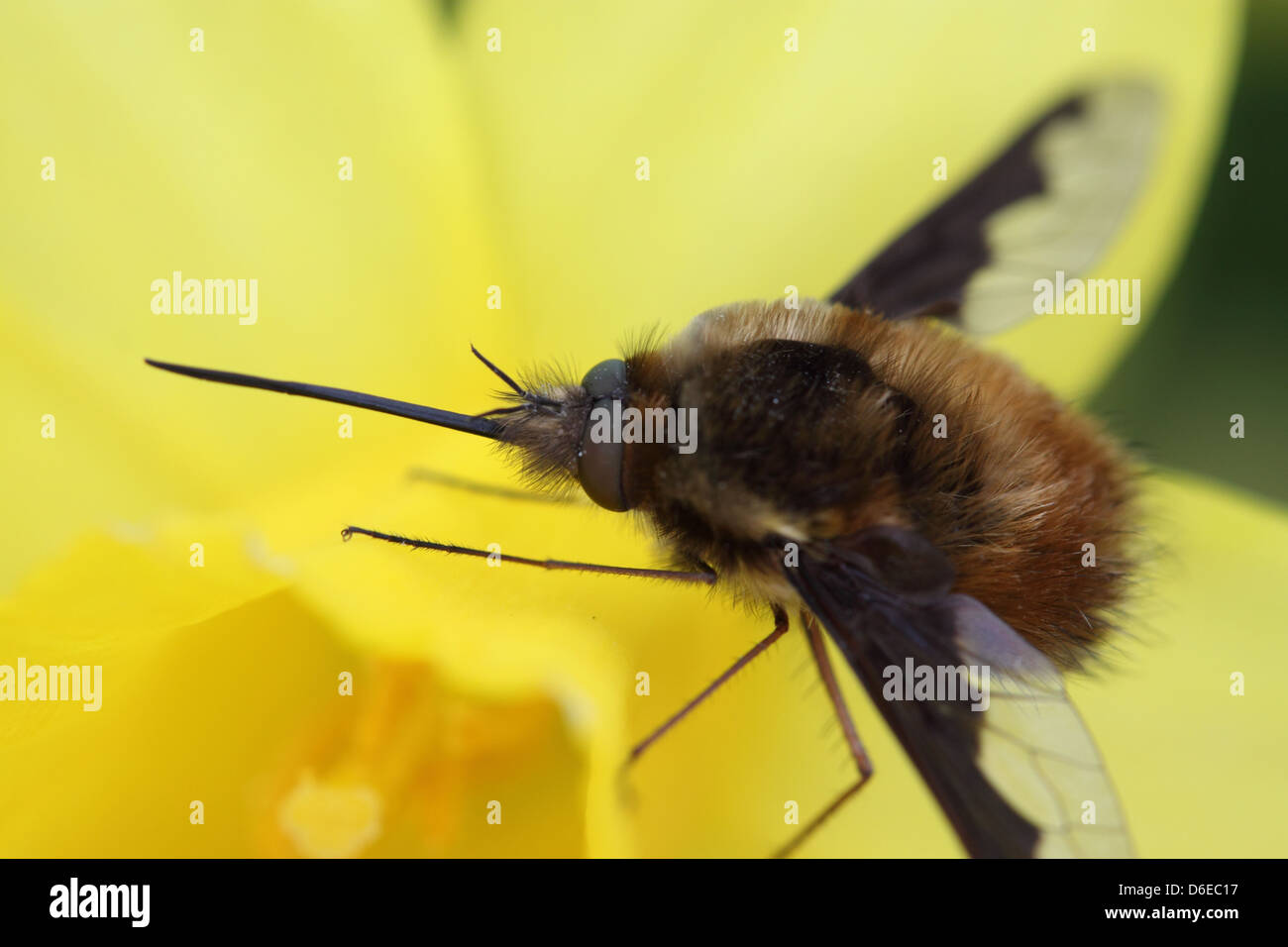 Daffodil macro shot hi-res stock photography and images - Alamy