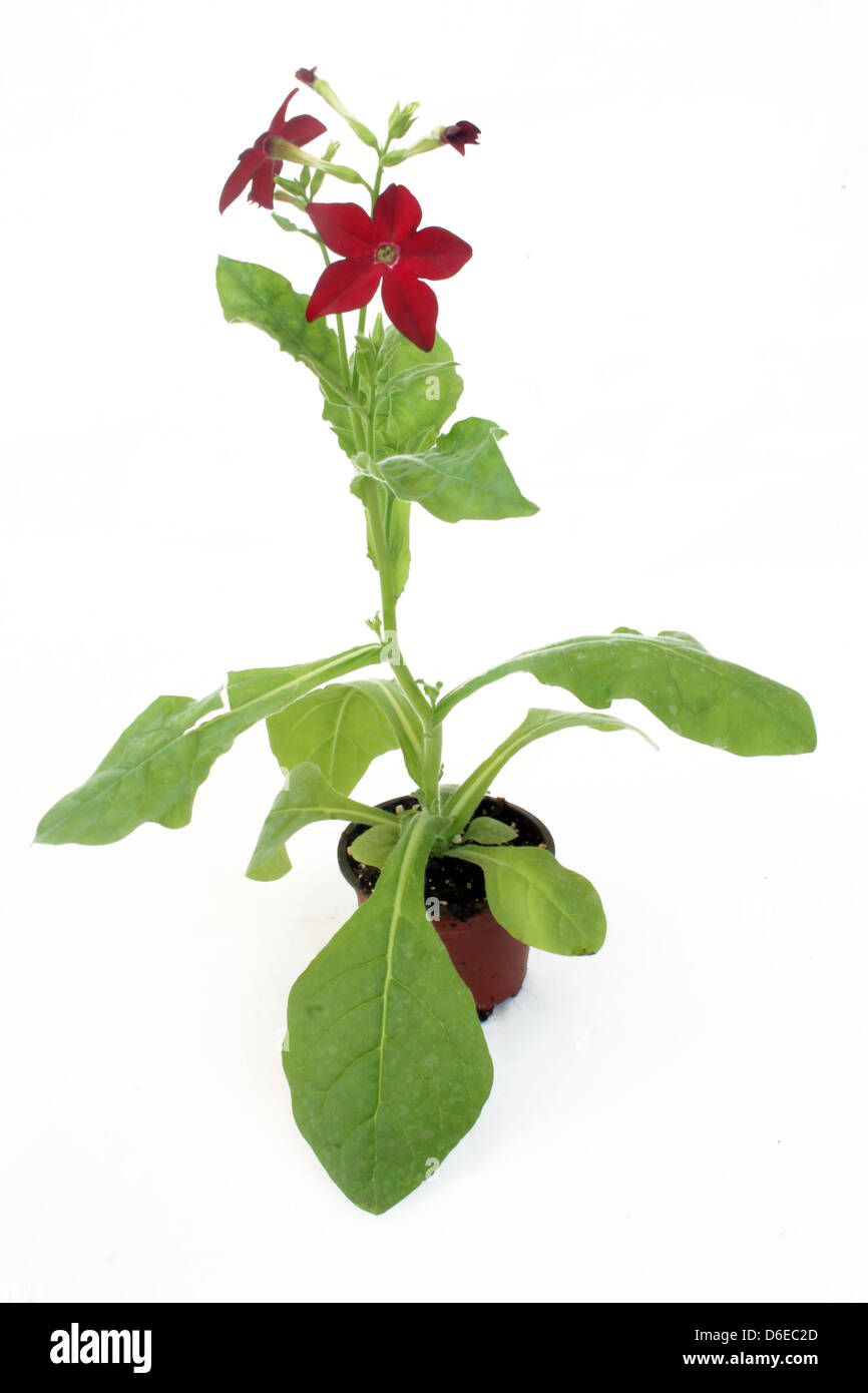 Nursery flowers Cut Out Stock Images & Pictures - Alamy