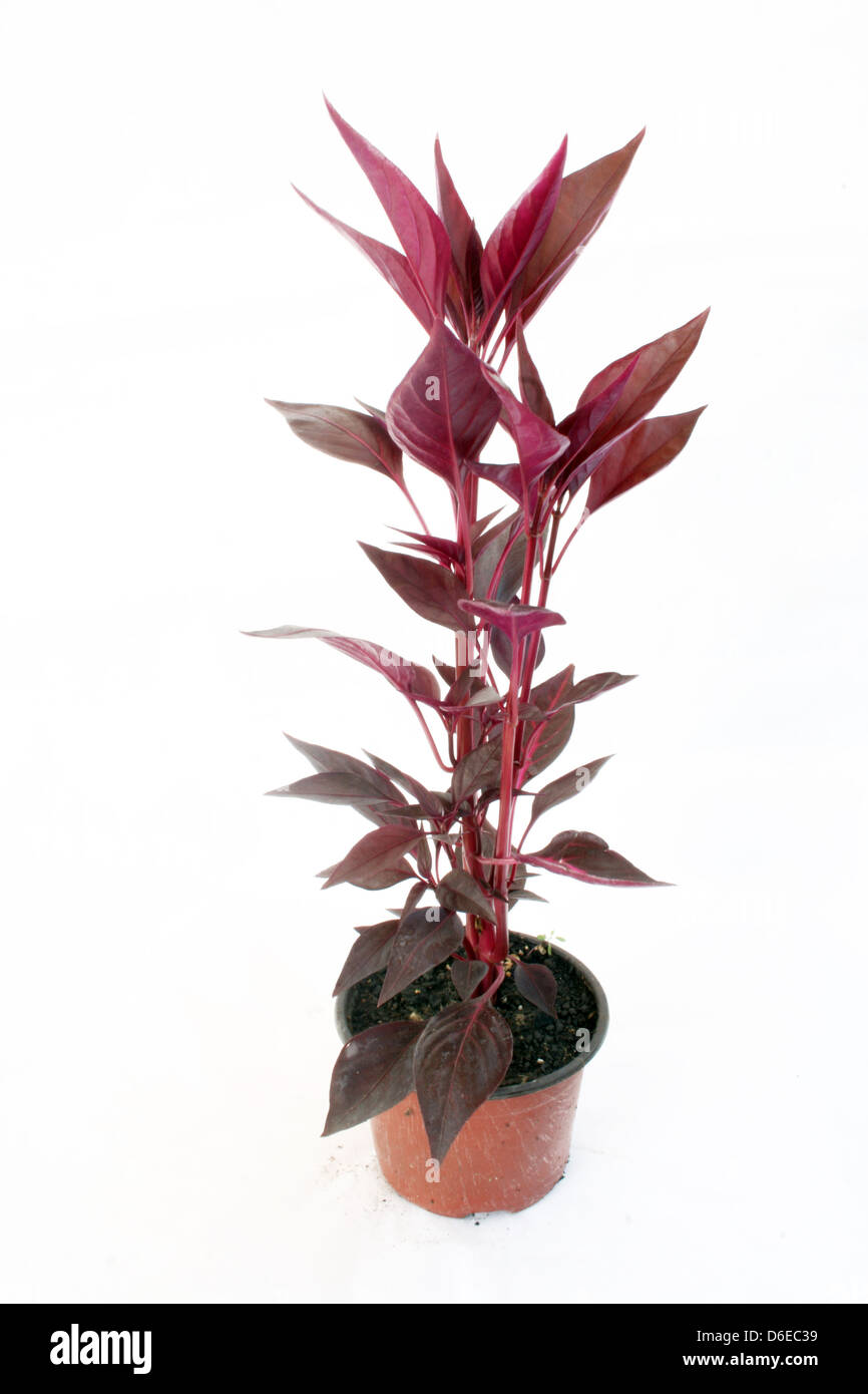 Nursery flowers Cut Out Stock Images & Pictures - Alamy