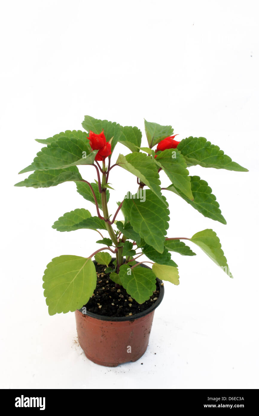 Plant in nursery pot Cut Out Stock Images & Pictures - Alamy