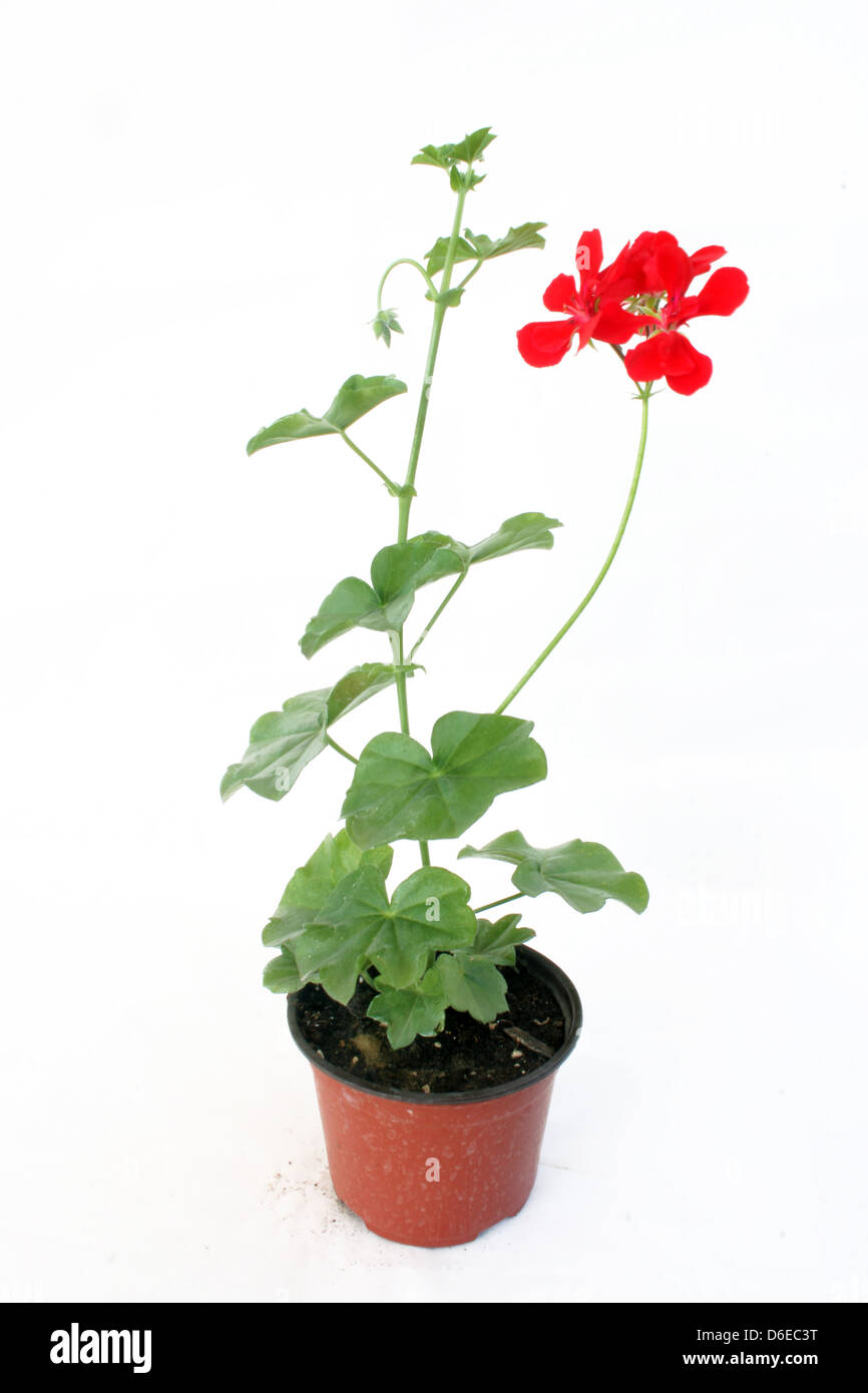 Plant in nursery pot Cut Out Stock Images & Pictures - Alamy