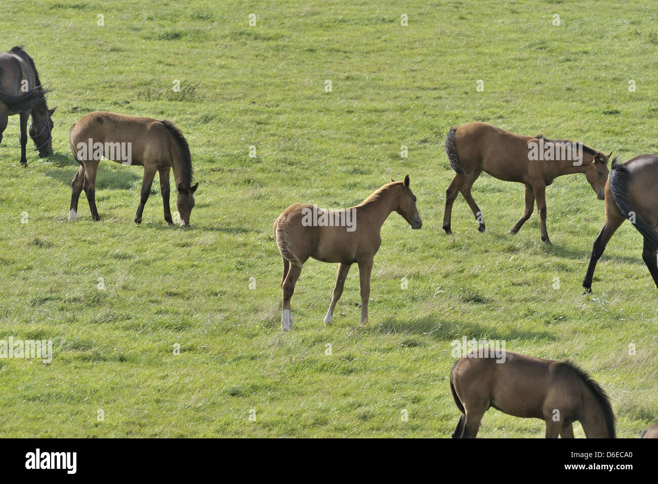 Bay mares with foals in enclosed pasture-land Stock Photo - Alamy