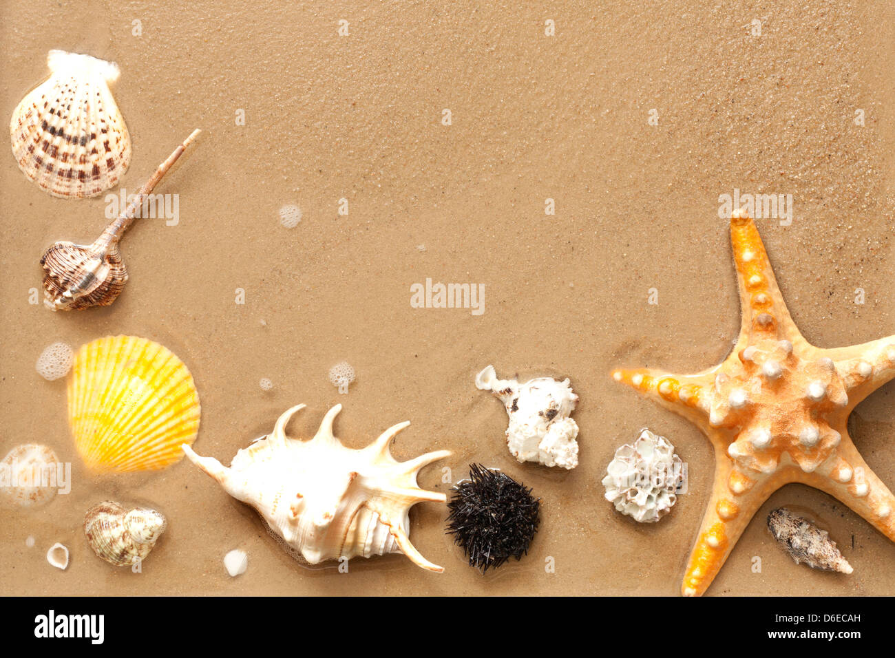 Shells and starfish on beach on sand background abstract Stock Photo ...