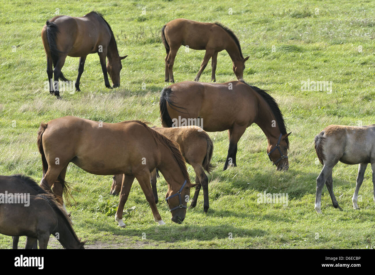 Bay mares with foals in enclosed pasture-land Stock Photo - Alamy