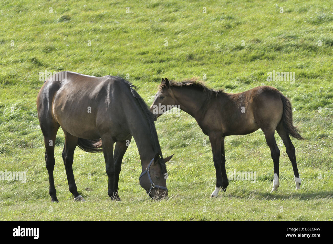 Bay mare with a foal in enclosed pasture-land Stock Photo - Alamy
