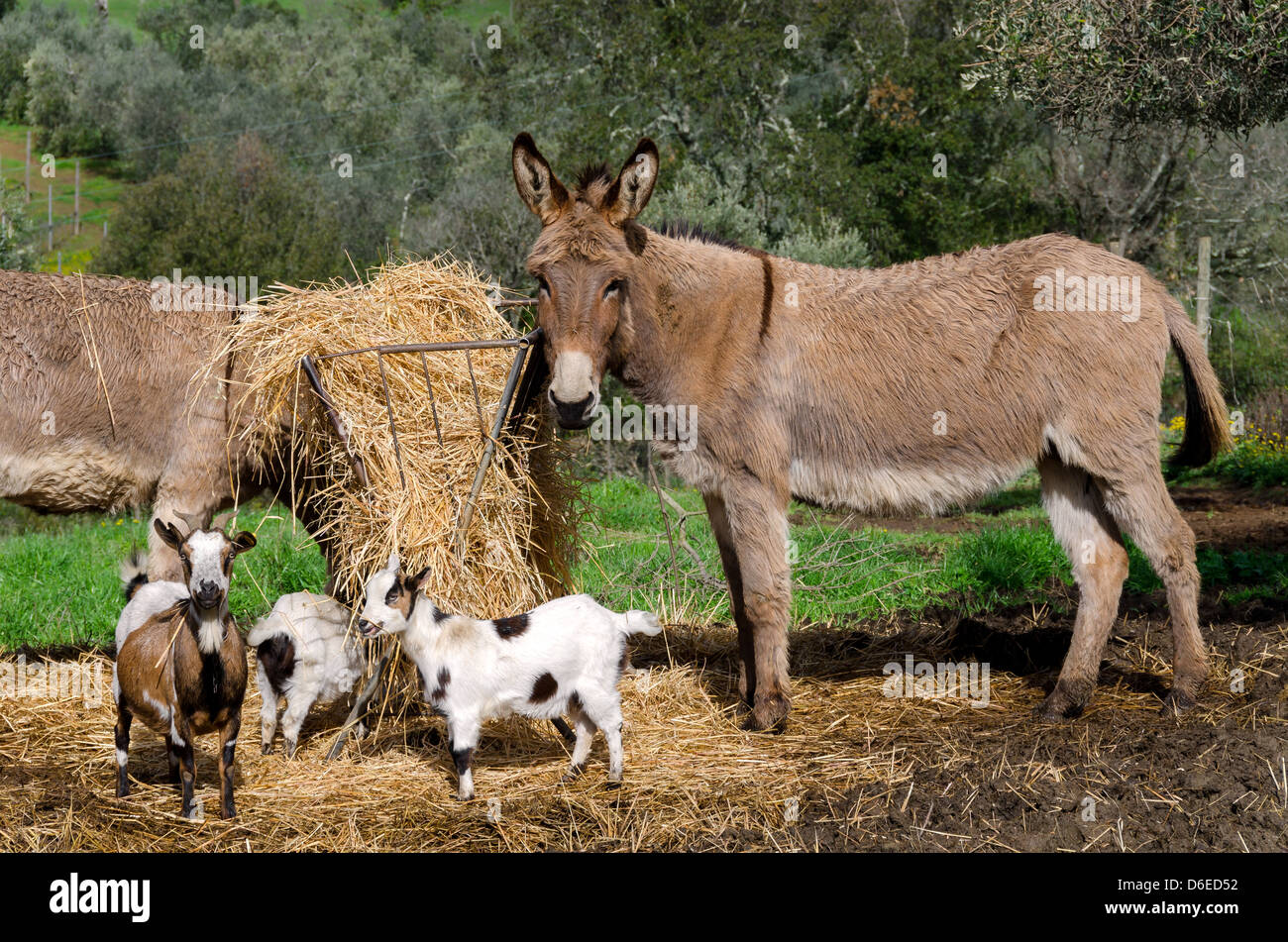 donkeys and goats on a farm in Tuscany Stock Photo - Alamy