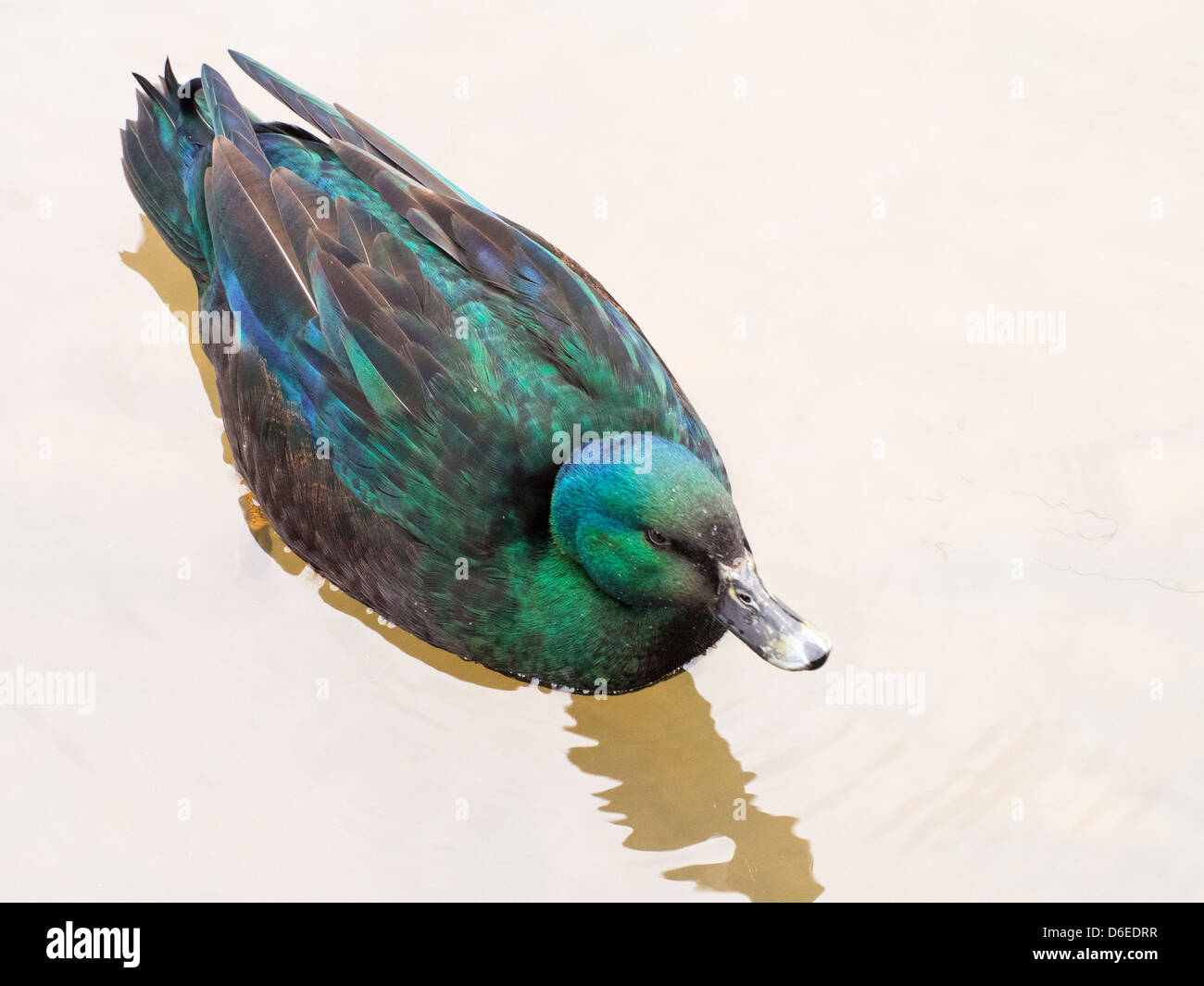 A feral duck with bottle green plumage Stock Photo - Alamy