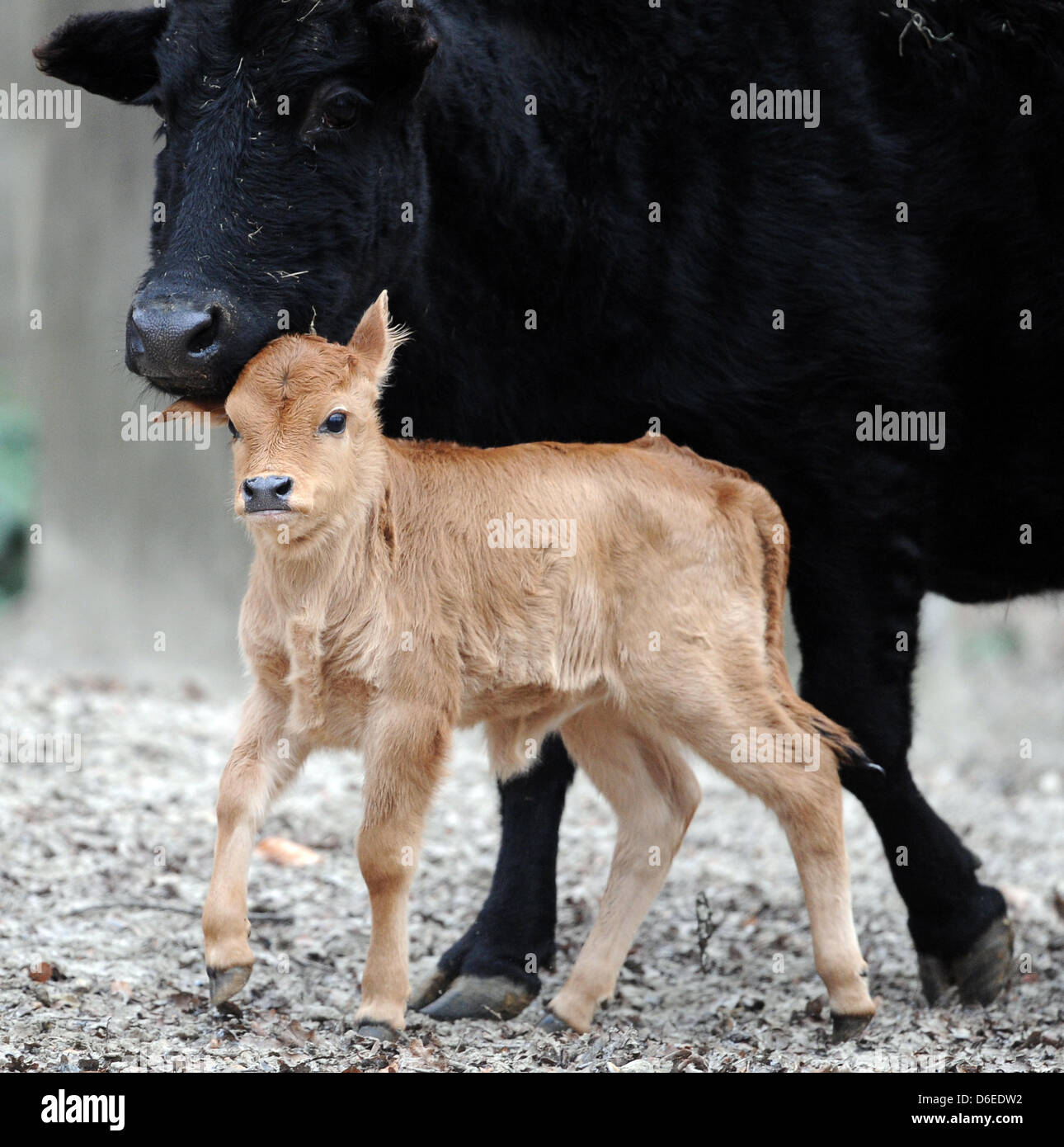 Zebu calf Lea walks through her compound next to other members of the ...