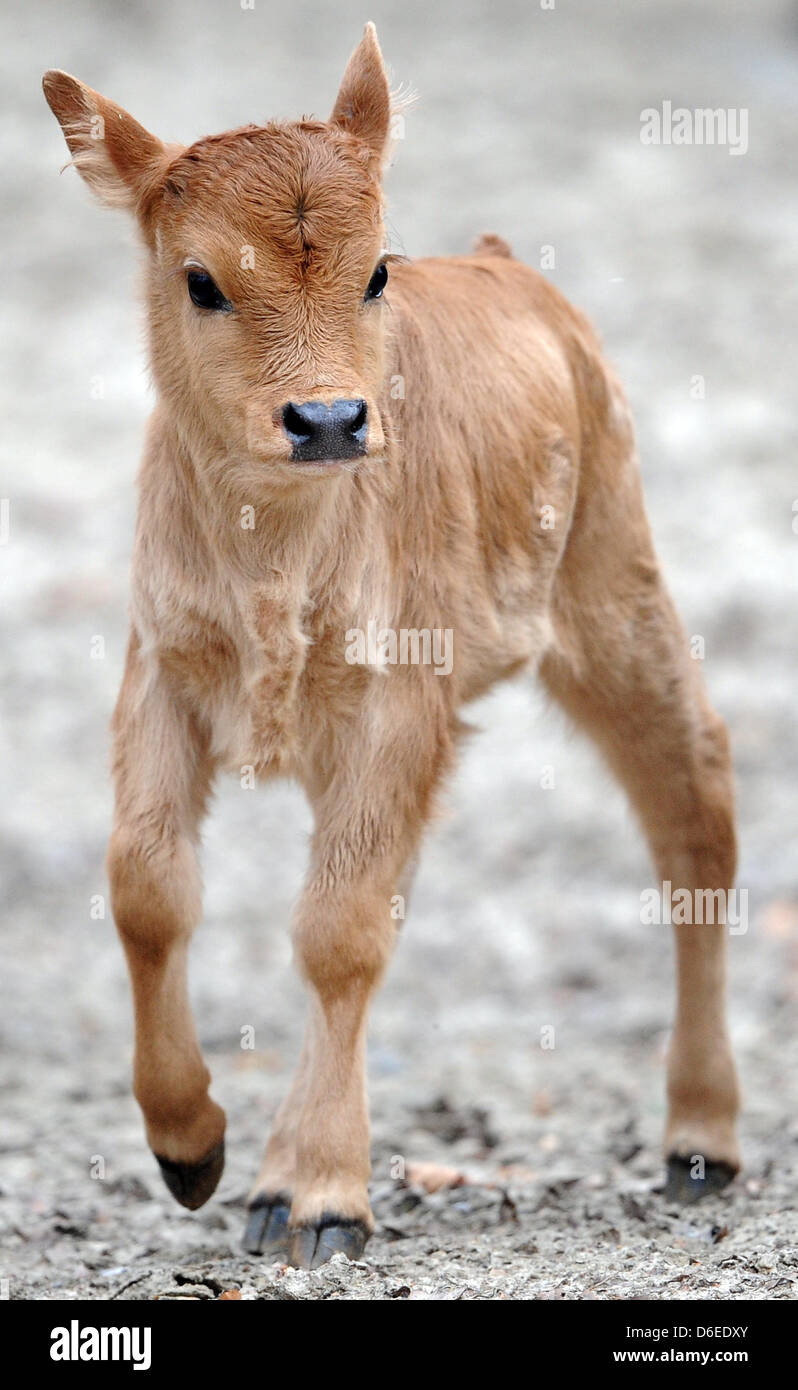 Zebu calf Lea walks through the compound at the Berlin zoo in Berlin ...