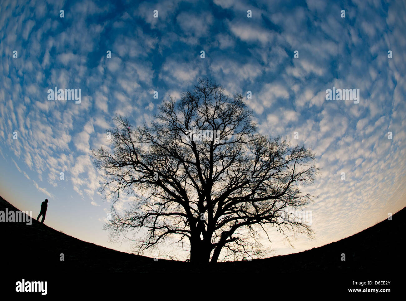 300 year old oak tree hi-res stock photography and images - Alamy
