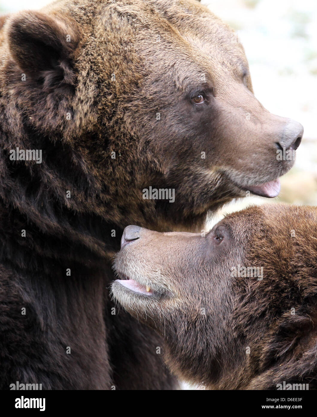 Swedish Brown Bears
