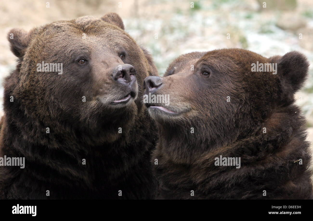 Swedish Brown Bears