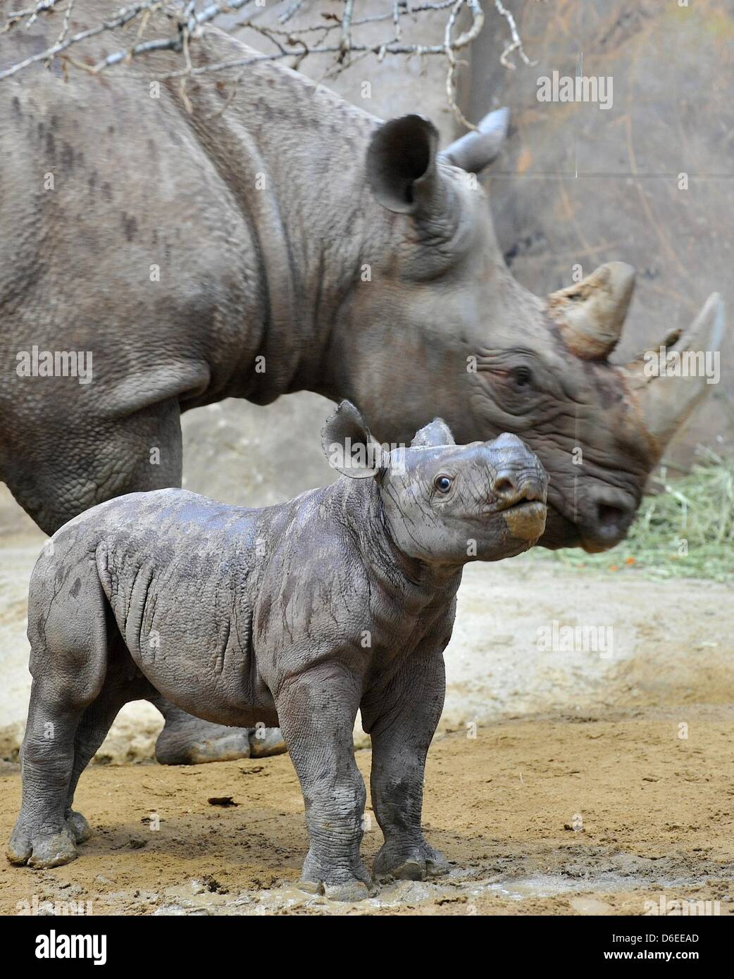 Rhino offspring Male stands next to its mother Mana at the zoo in ...