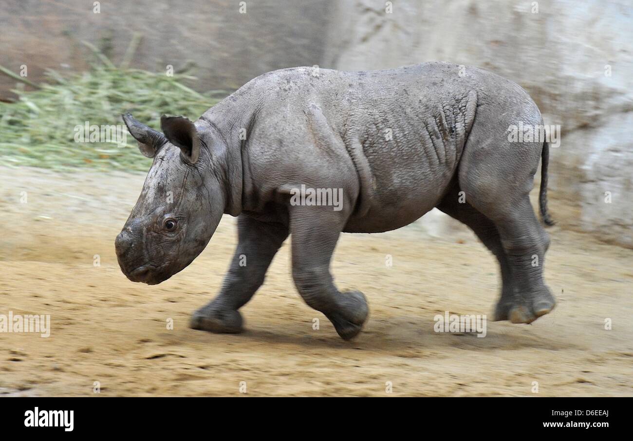 Rhino offspring Male is seen at the zoo in Magdeburg, Germany, 28 ...