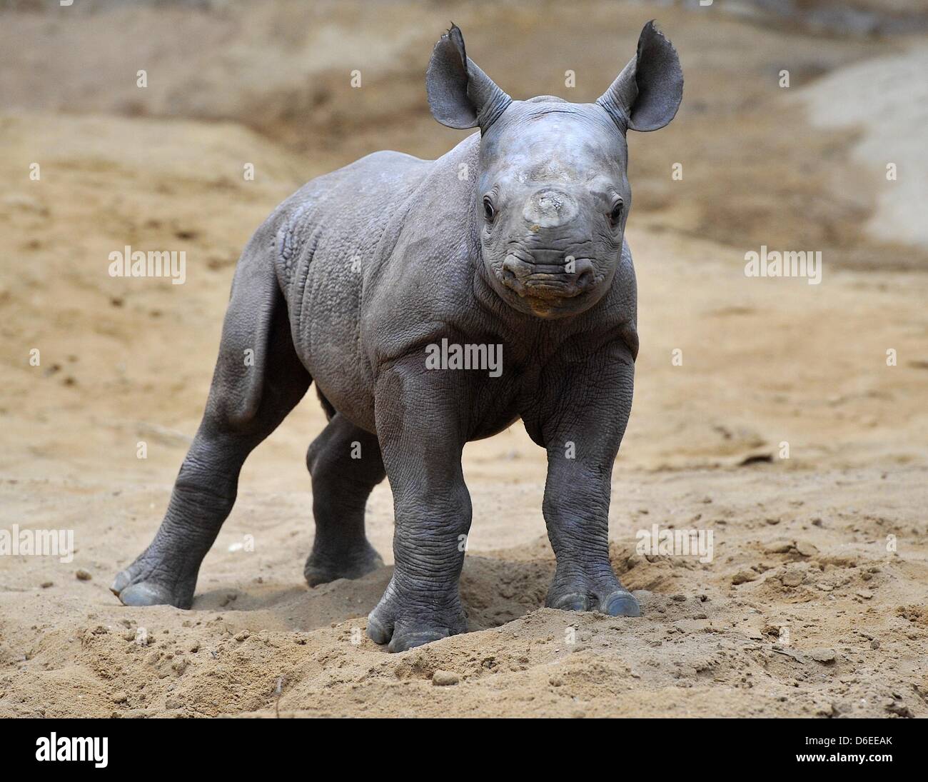 Rhino offspring Male is seen at the zoo in Magdeburg, Germany, 28 ...