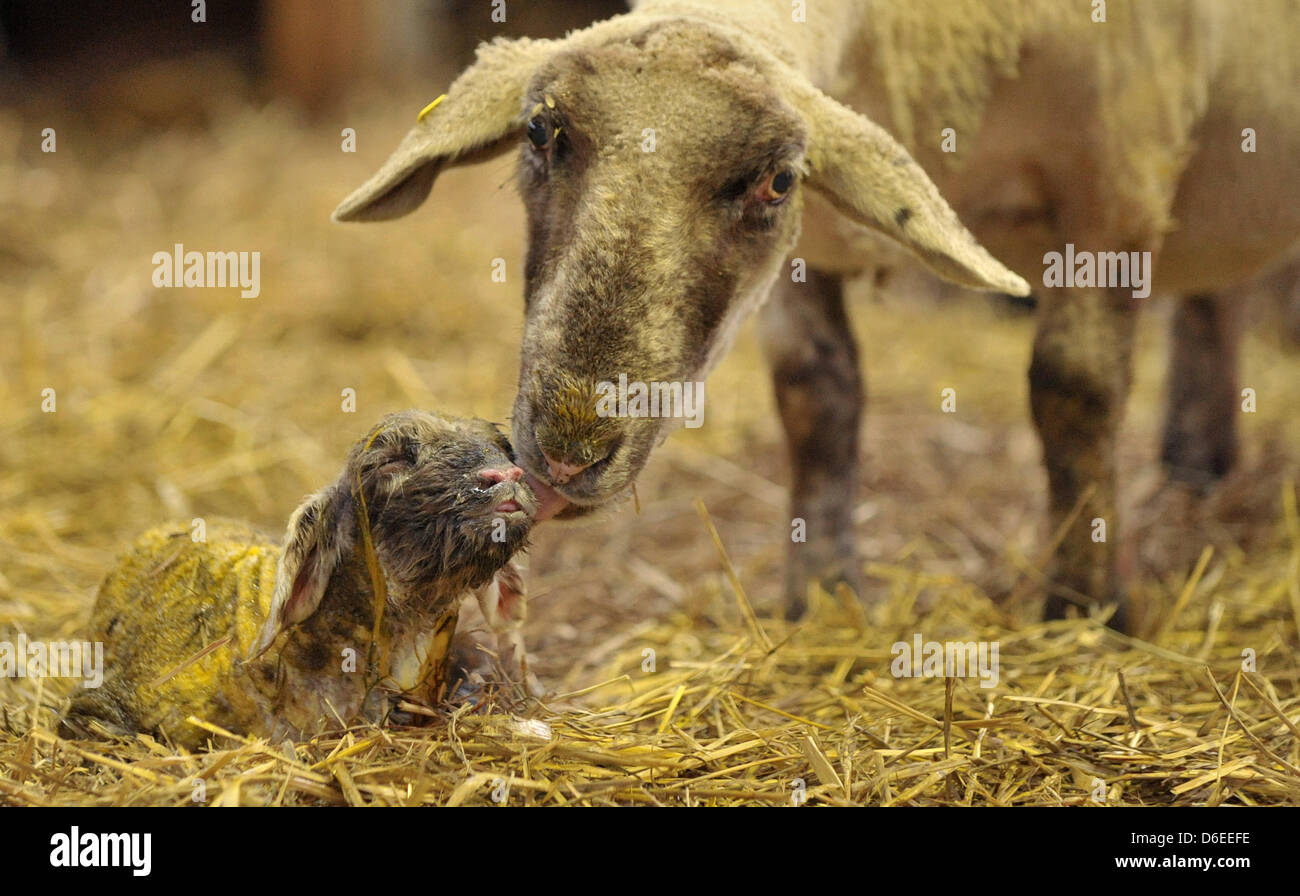 The schmallenberg infection hi-res stock photography and images - Alamy