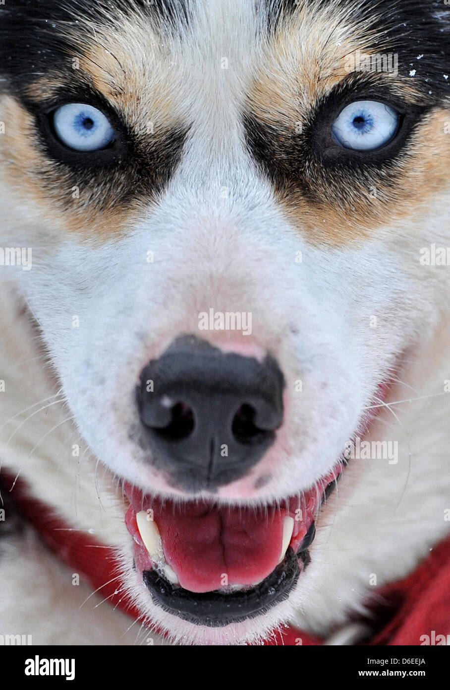 A Siberian Huskys is seen during the sledge dog race in Schoeneck ...