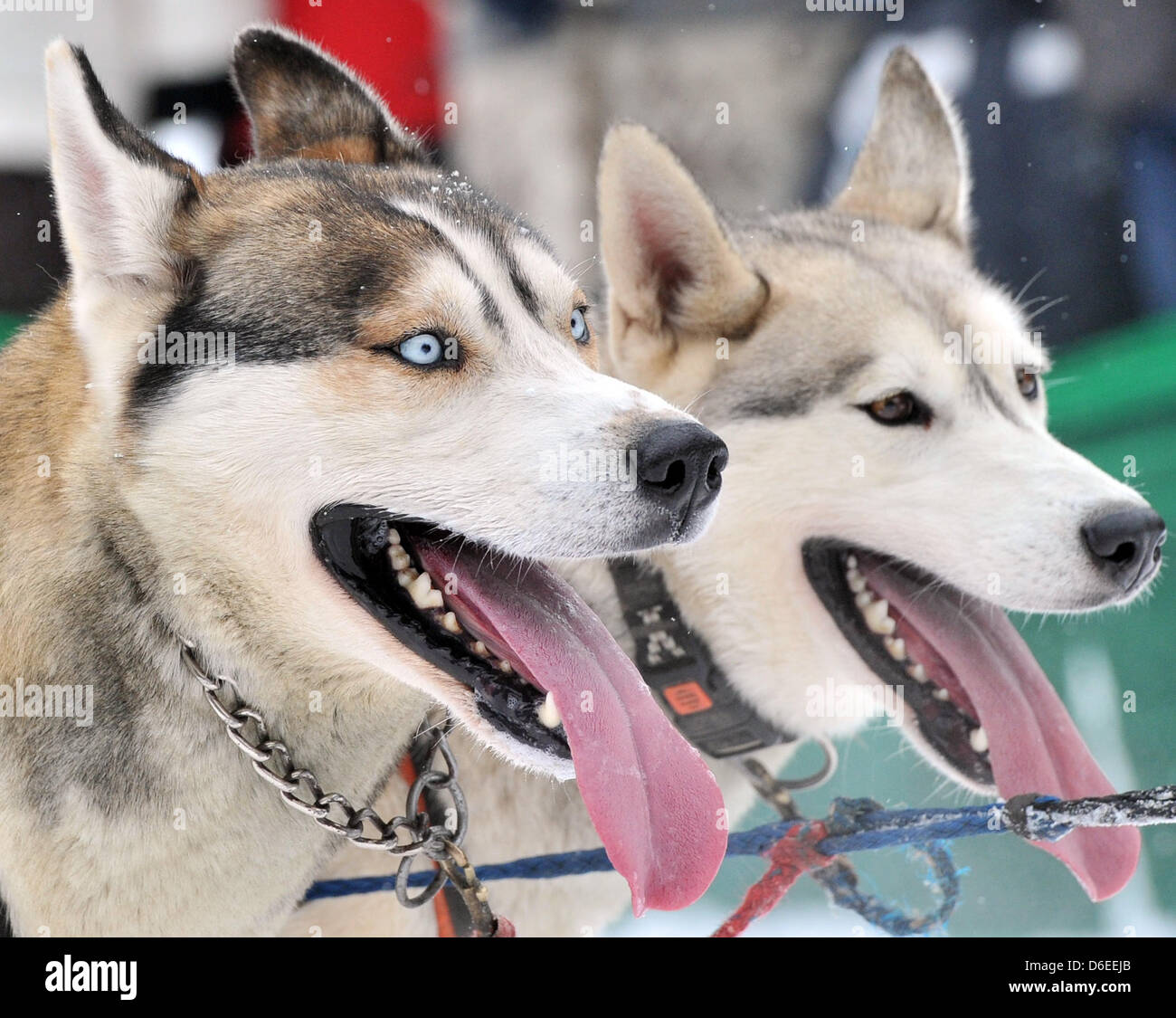Siberian Huskys are seen during the sledge dog race in Schoeneck ...