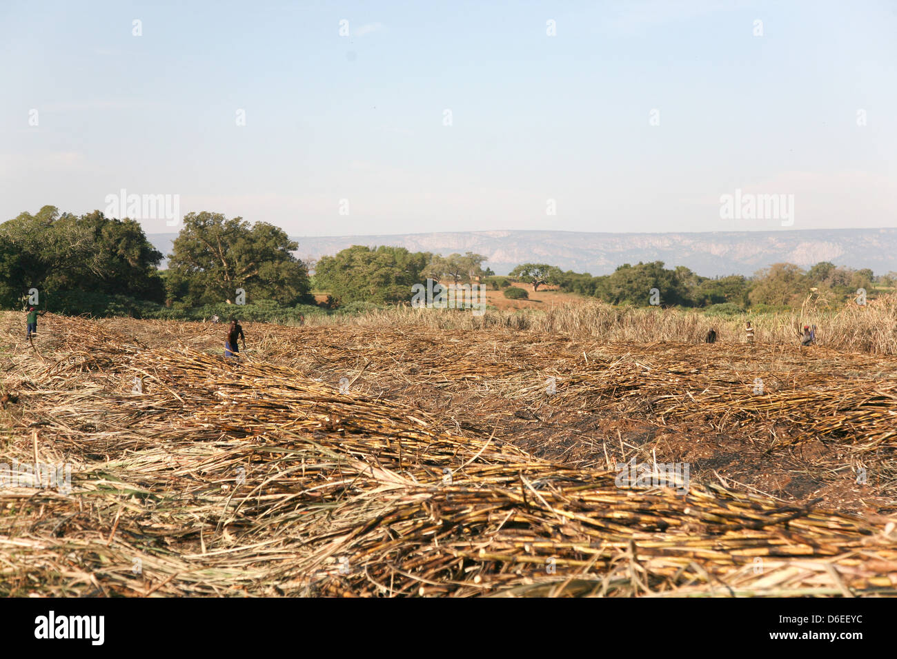 African farm labourers working in the sugar cane fields Stock Photo - Alamy