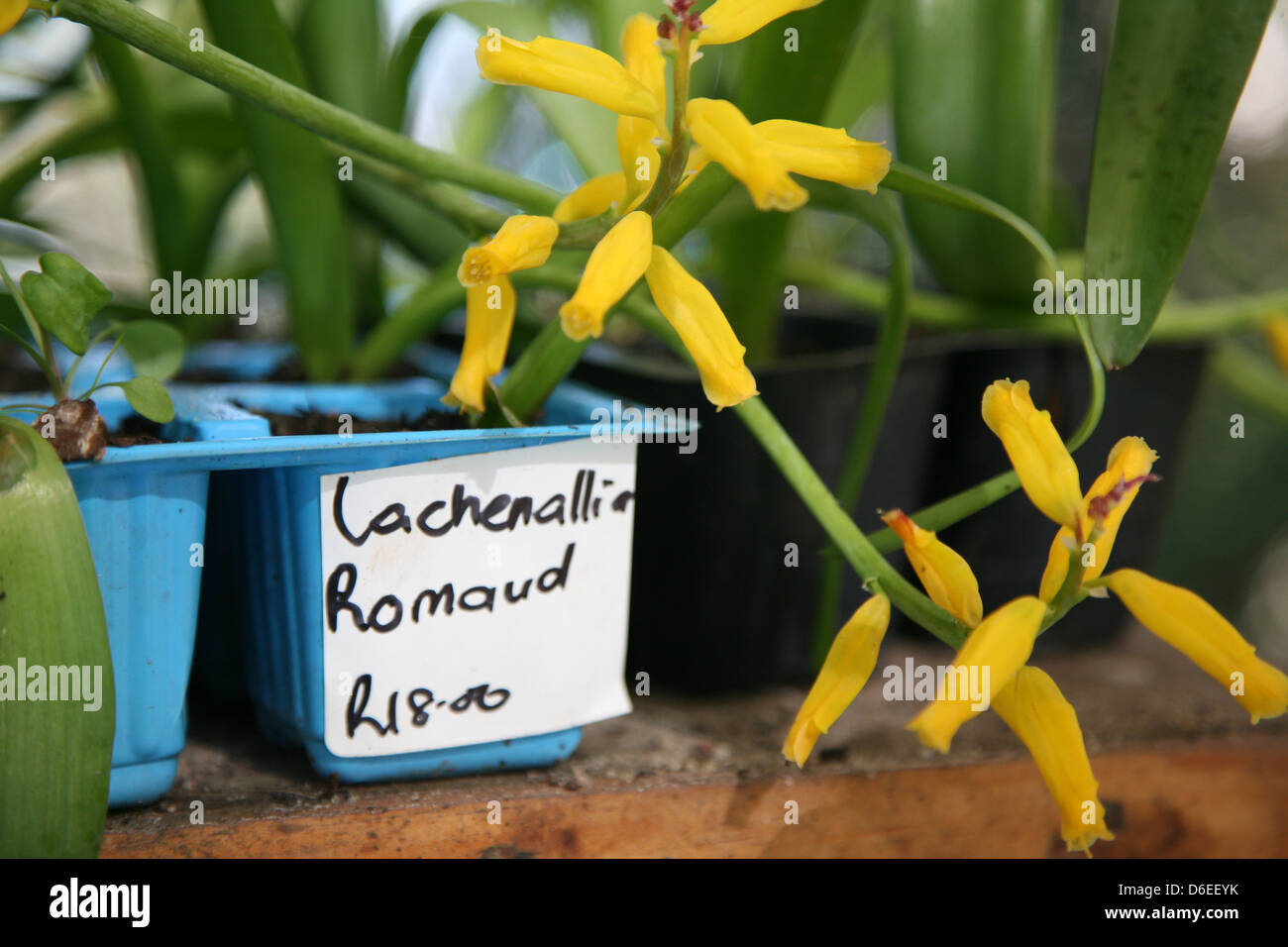 A yellow flowering Lachinalia Romaud Stock Photo - Alamy