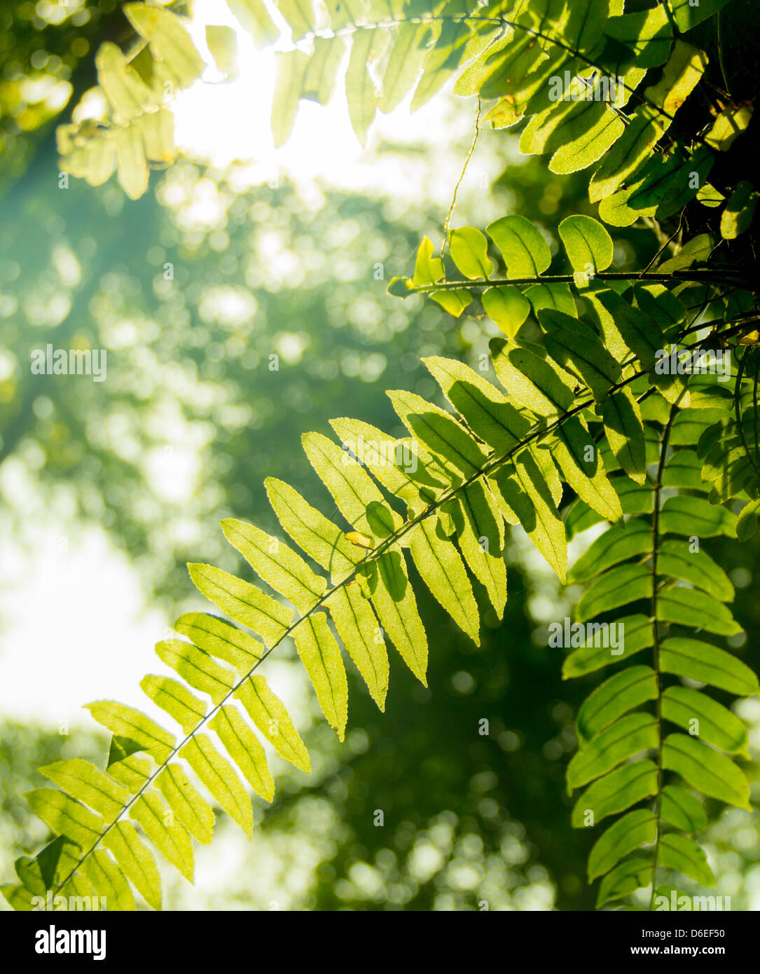 Tree fern branch hi-res stock photography and images - Alamy