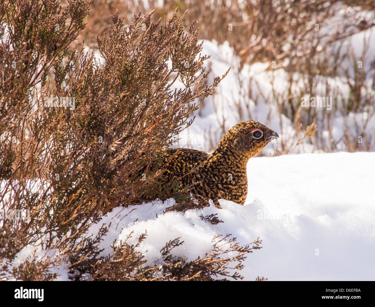 A female Red Grouse, ( Lagopus lagopus scotica) on the Stiperstones in ...